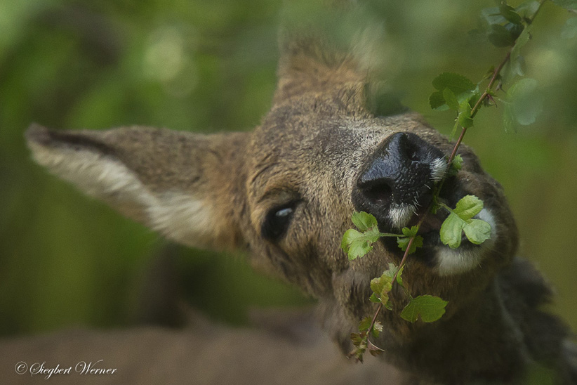 Bon appétit! Futtern wie bei MutternIn Wald und Feld ist der Tisch ...