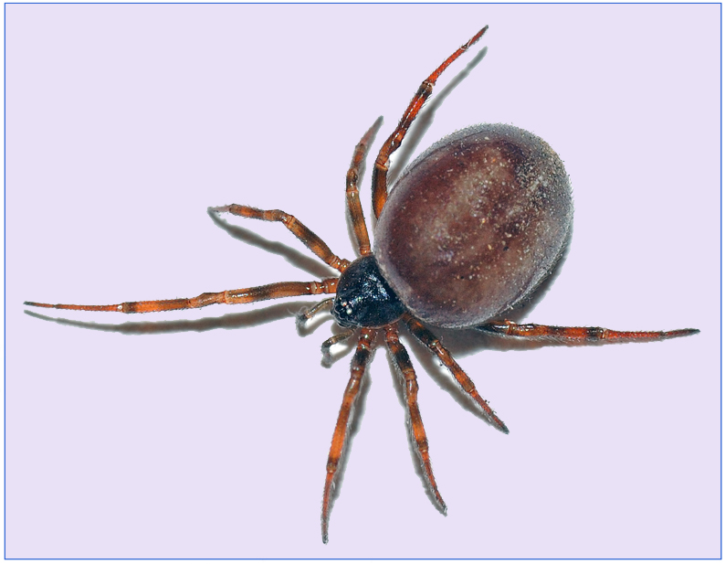 Fettspinne-By André Karwath aka Aka (Own work) [CC BY-SA 2.5 ...